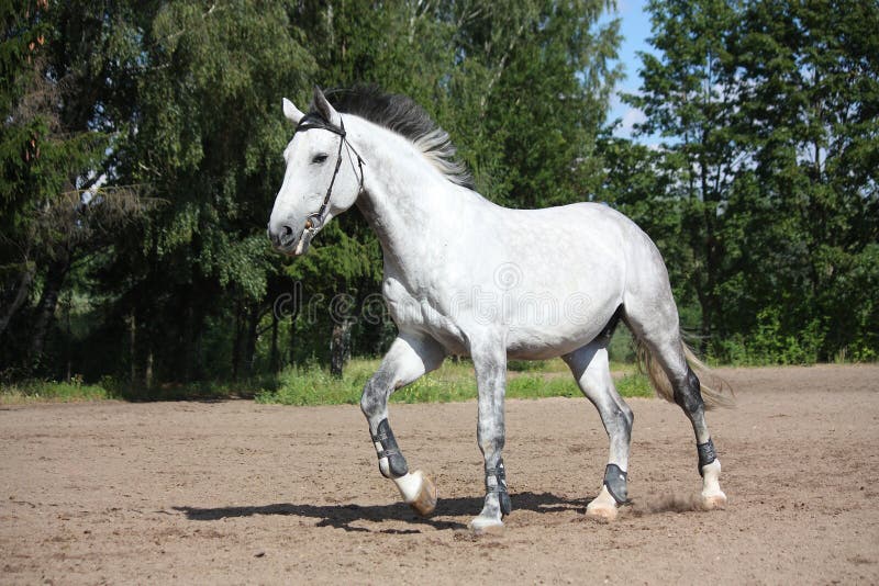 Gray Horse Galloping at the Field Stock Photo - Image of freedom ...