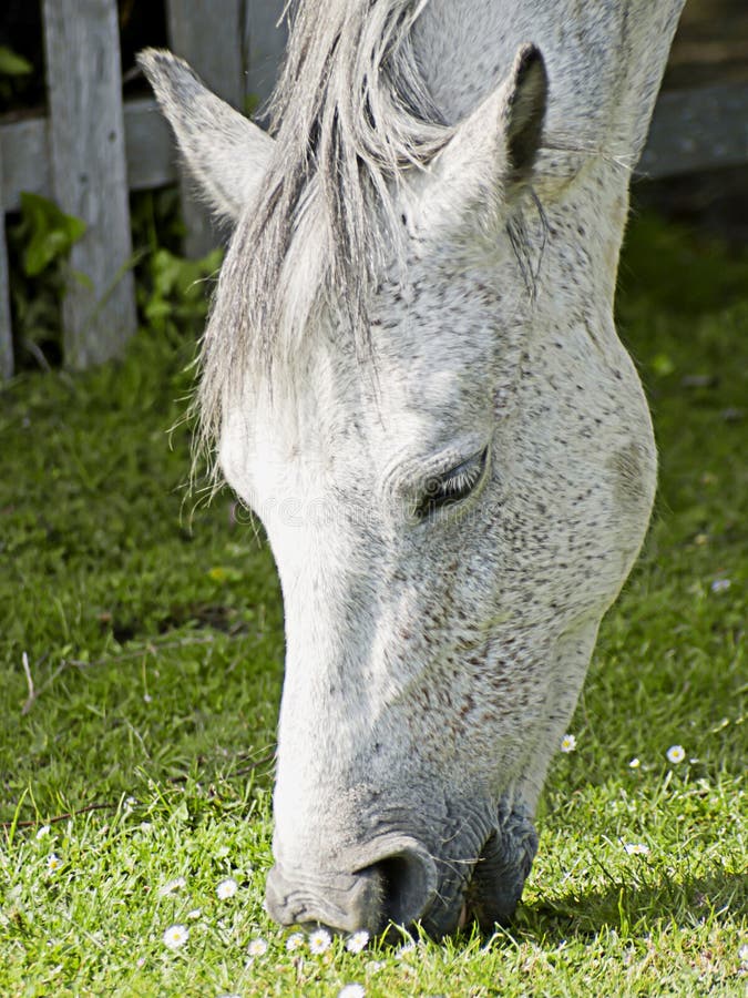 Gray Horse Grazing On Grass With Daisies Stock Photo - Image of forest ...