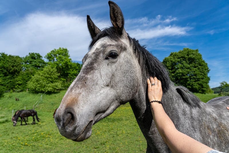 Gray Horse on the Green Field of a Farm Stock Photo - Image of mammal ...