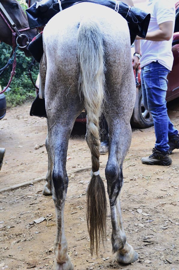 A Gray Horse with Its Tail Braided for Riding Stock Image - Image of ...