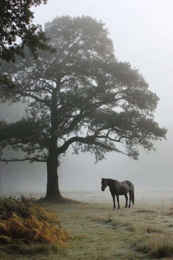 Gray Horse in a Misty Field with a Large Oak Tree Stock Illustration ...