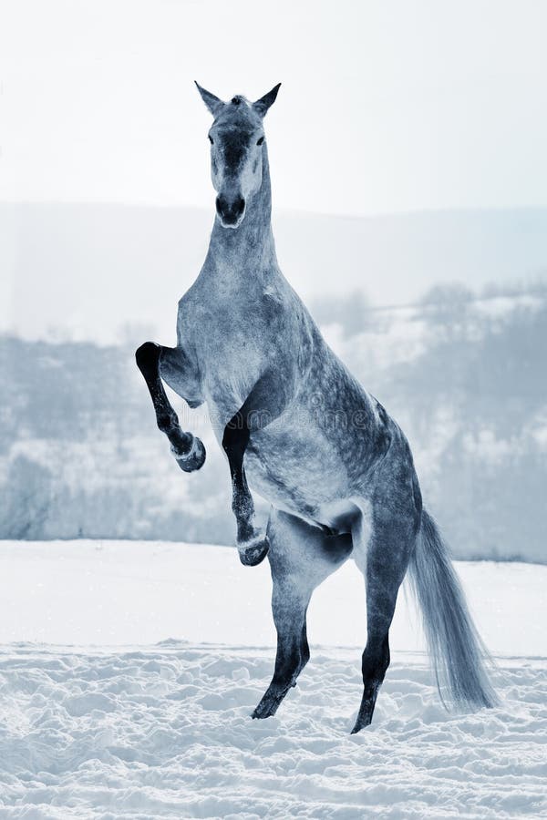 Gray horse rearing on snow stock photo. Image of equitation - 28127848