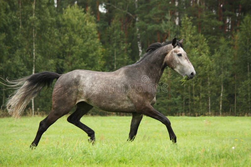 Gray Horse Running Free at the Field Stock Image - Image of herbivore ...