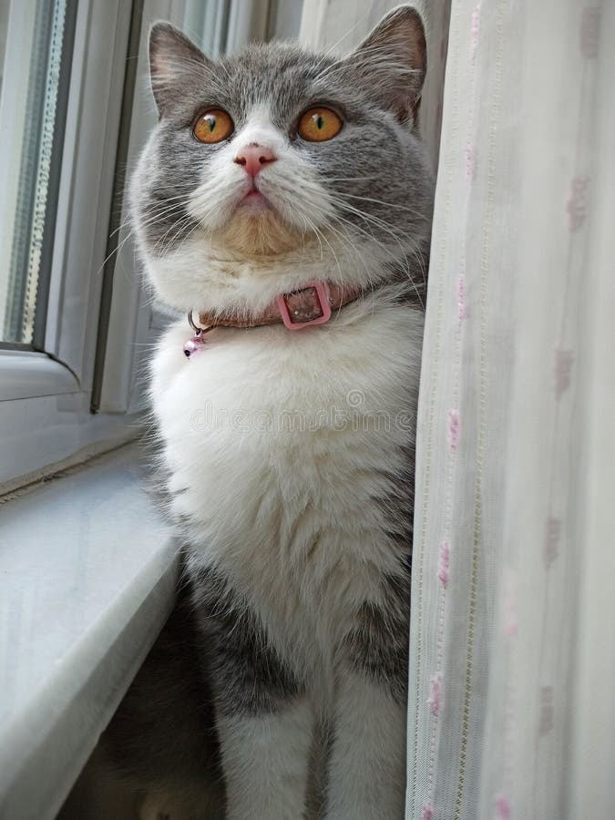 Gray House Cat stock photo. Image of cute, gray, house - 169013724