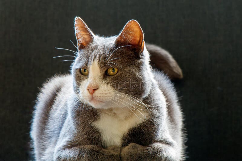 Gray house cat stock photo. Image of whiskers, cute - 184634498