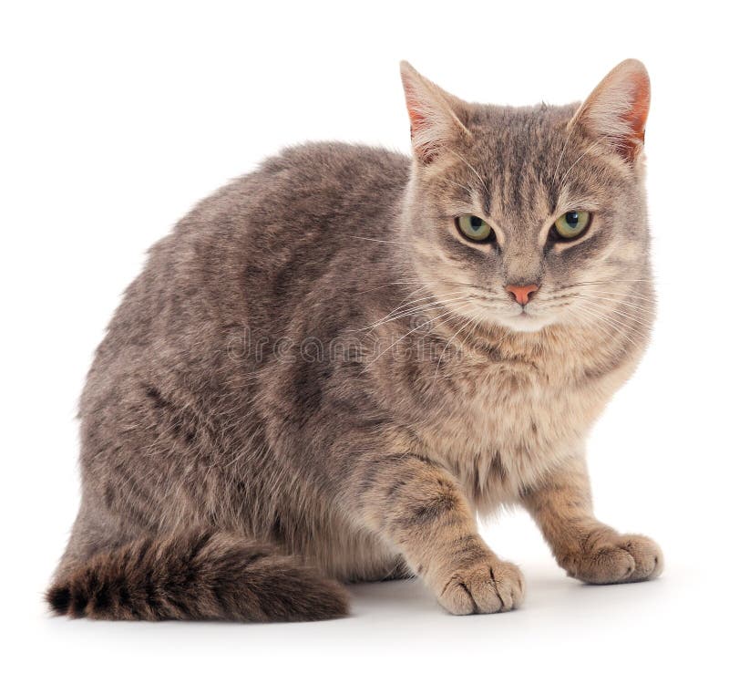 Gray house cat stock image. Image of animal, eyes, furry - 166397849