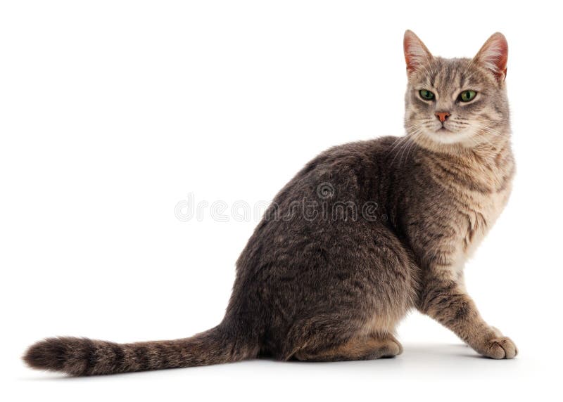 Gray house cat stock image. Image of adult, studio, eyes - 166397921
