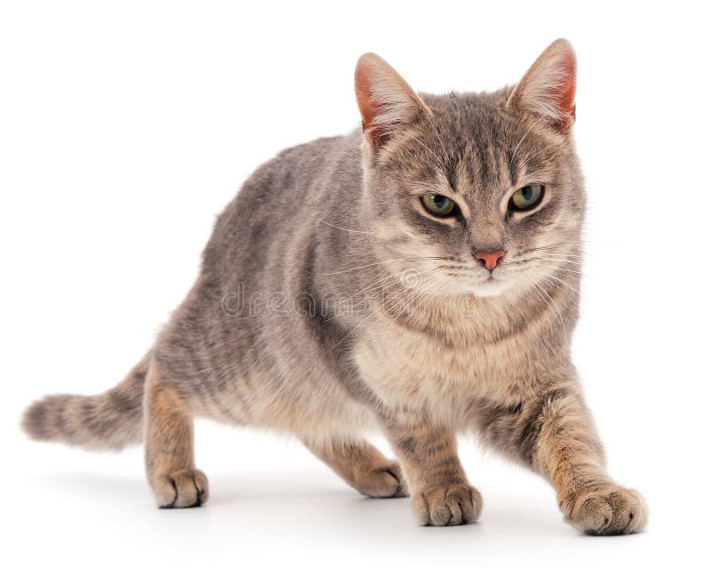 Gray house cat stock photo. Image of domestic, eyes - 166398036