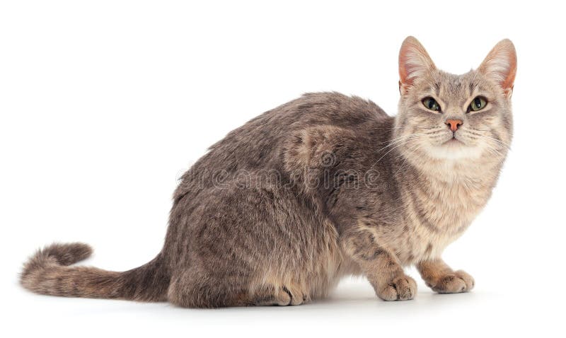 Gray house cat stock photo. Image of stare, portrait - 166557964