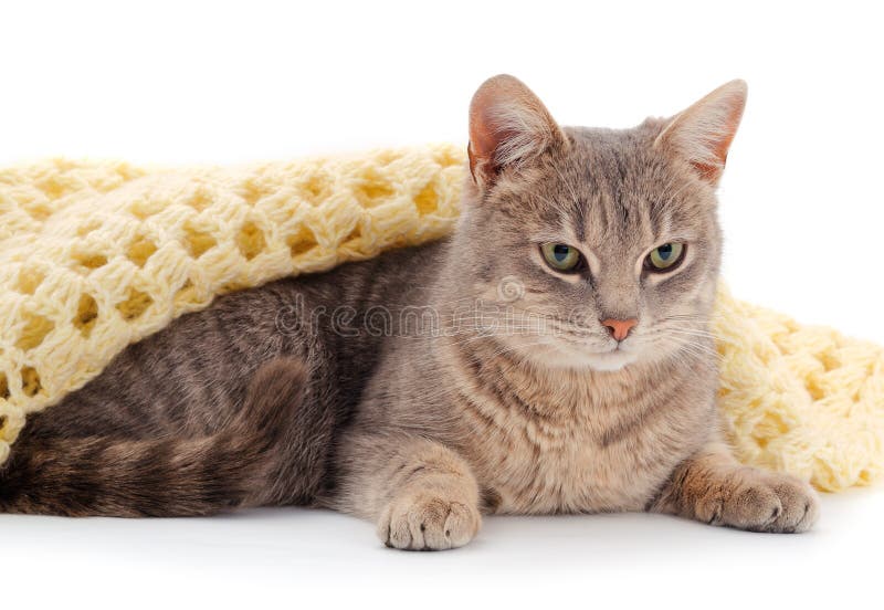 Gray house cat stock image. Image of mammal, posing - 166774827