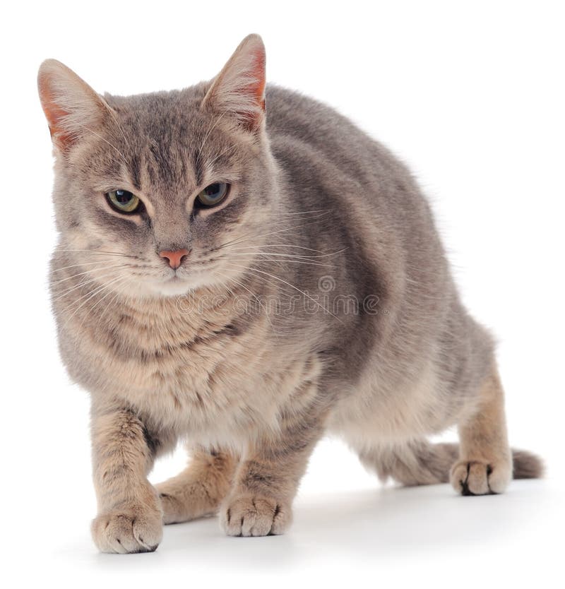 Gray house cat stock photo. Image of stare, portrait - 166557964