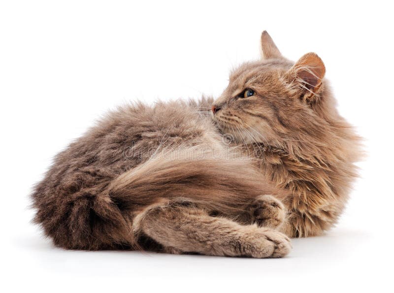 Gray house cat stock photo. Image of young, breed, view - 205594764