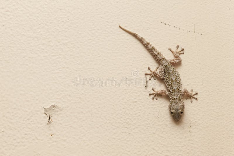 Gray house Gecko stock photo. Image of lizard, gekko - 77490552