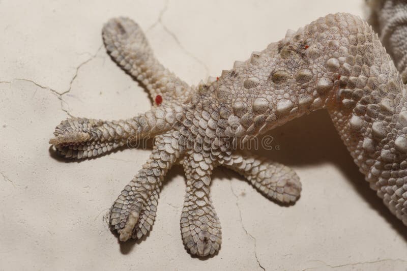 Gray house Gecko stock image. Image of house, geko, lizard - 77490747