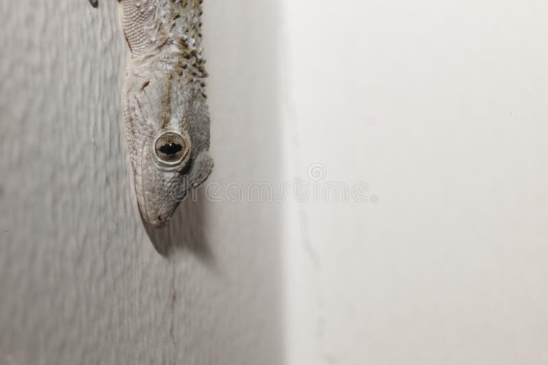Gray house Gecko stock photo. Image of nature, european - 77491444