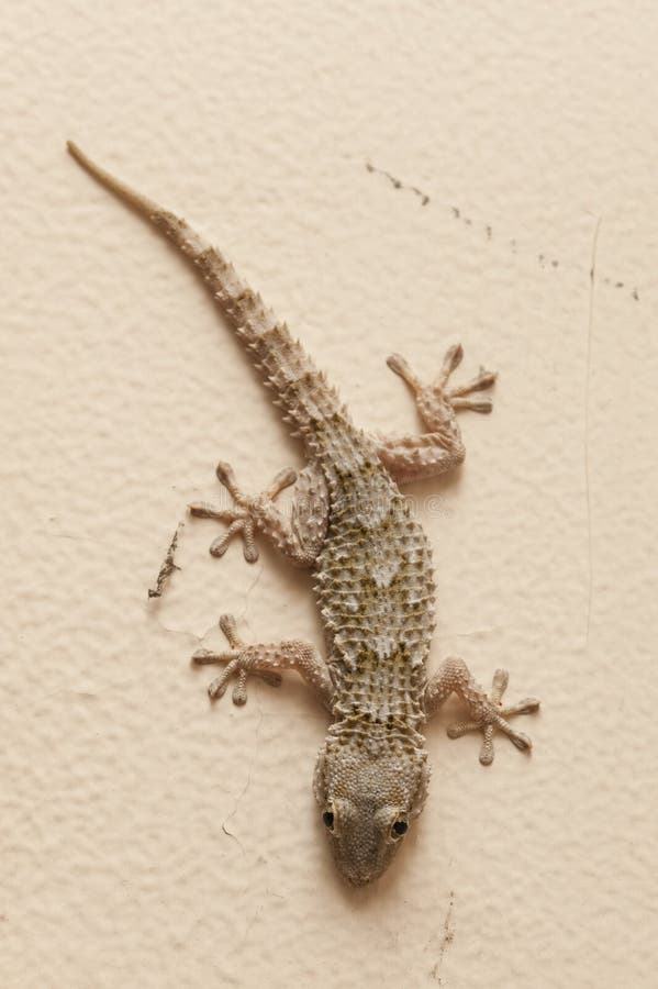 Gray house Gecko stock image. Image of detail, european - 77491689