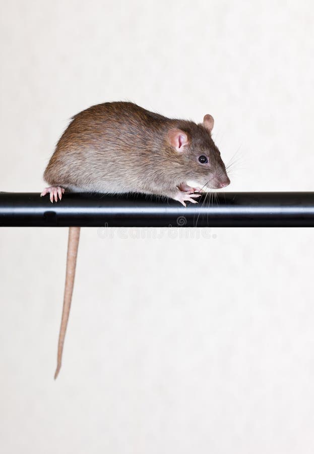 Rat and cheese stock photo. Image of portrait, pest, domestic - 14830510