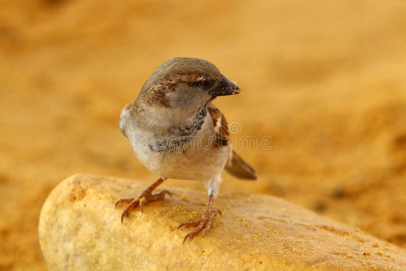 Gray house sparrow stock image. Image of feathers, bird - 137968967