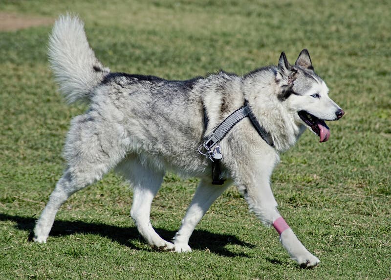 Gray Husky Dog stock foto. Image of brutaal, rauw, mooi - 60684004