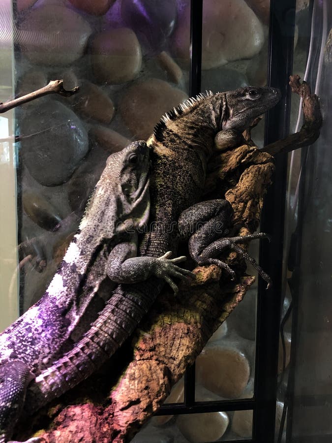 Gray Iguana in the Terrarium Stock Image - Image of skin, iguana: 225550383