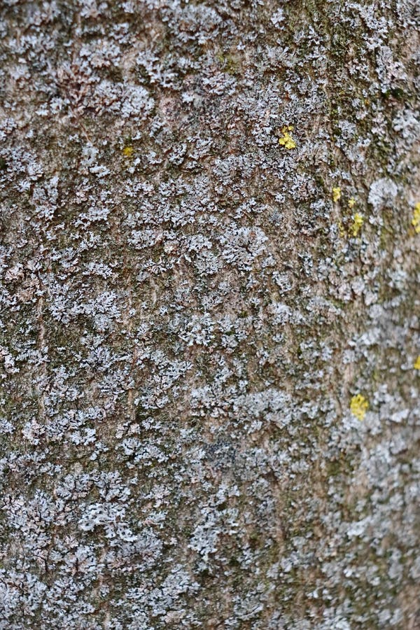 Colors Lichen on Gravestone Stock Photo - Image of ecology, fungus ...