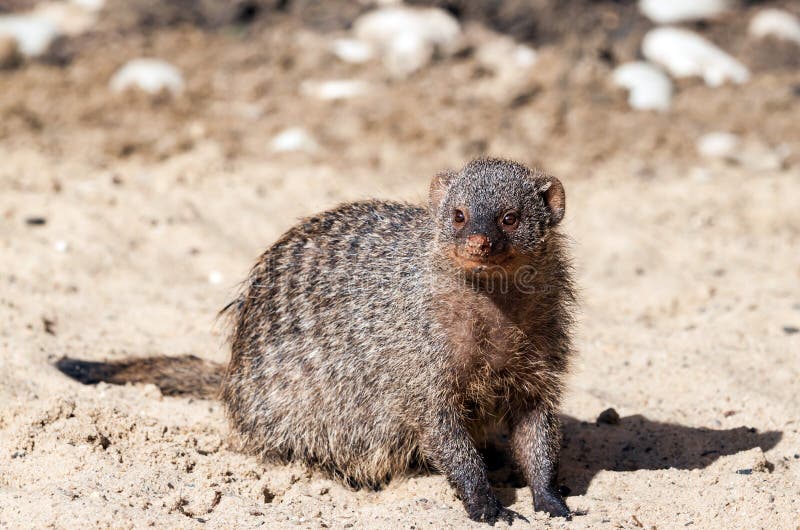 Indian Gray Mongoose stock photo. Image of edwardsii - 34848310
