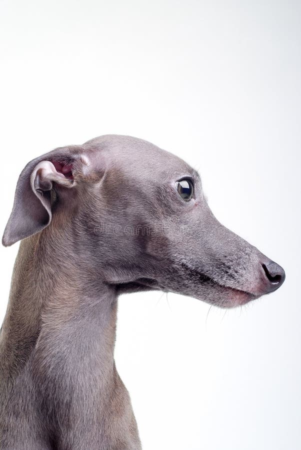 Gray Italian greyhound stock image. Image of head, studio - 14350009