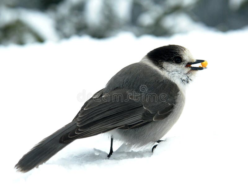 Rabbit Tracks stock image. Image of rabbit, animal, cold - 478441