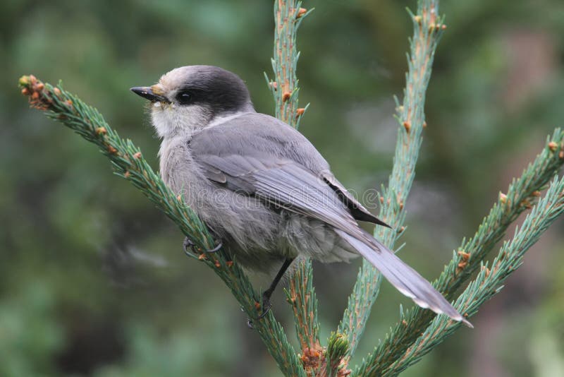 Gray Jay stock image. Image of feet, canadensis, beak - 23142385