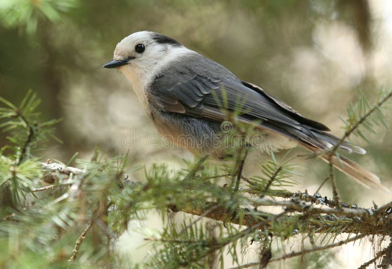 Gray Jay stock photo. Image of campsite, birding, whiskey - 3684958