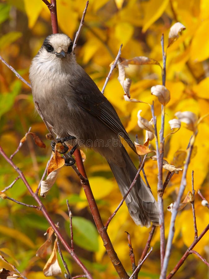 Gray jay bird stock image. Image of wild, fall, british - 106859421