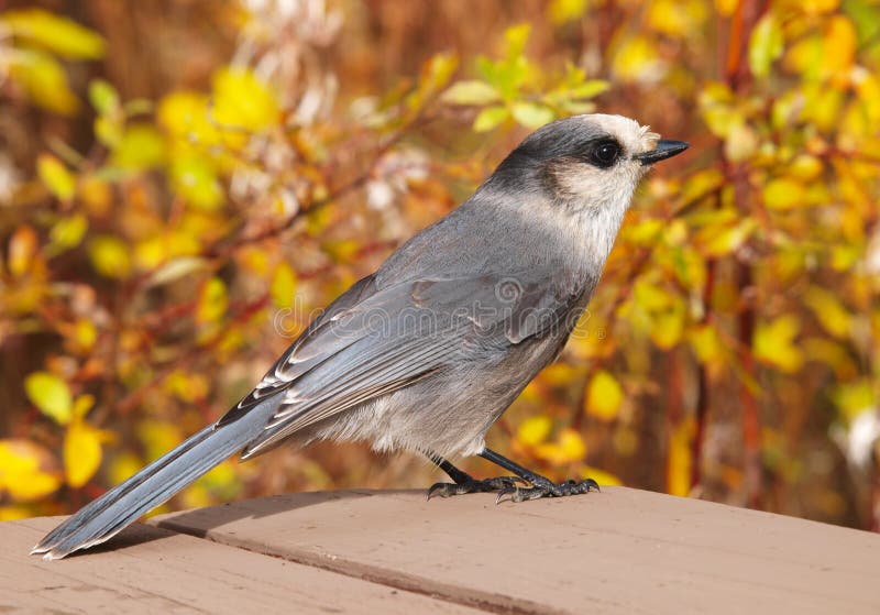 Gray jay bird stock image. Image of columbia, wild, canada - 106859449