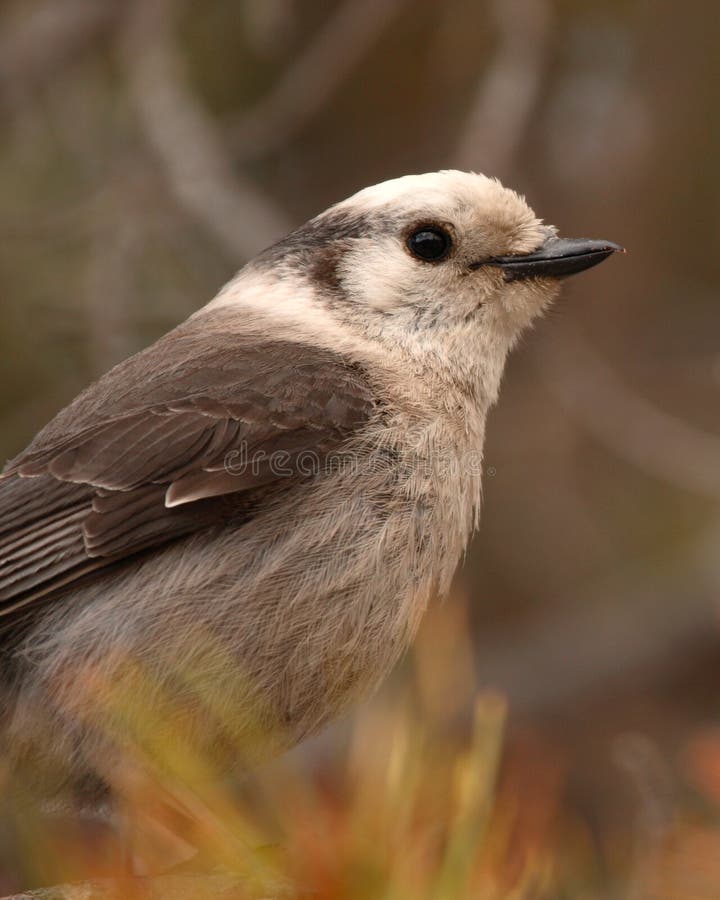 Gray Jay Peeking Out stock photo. Image of natural, bird - 48479072