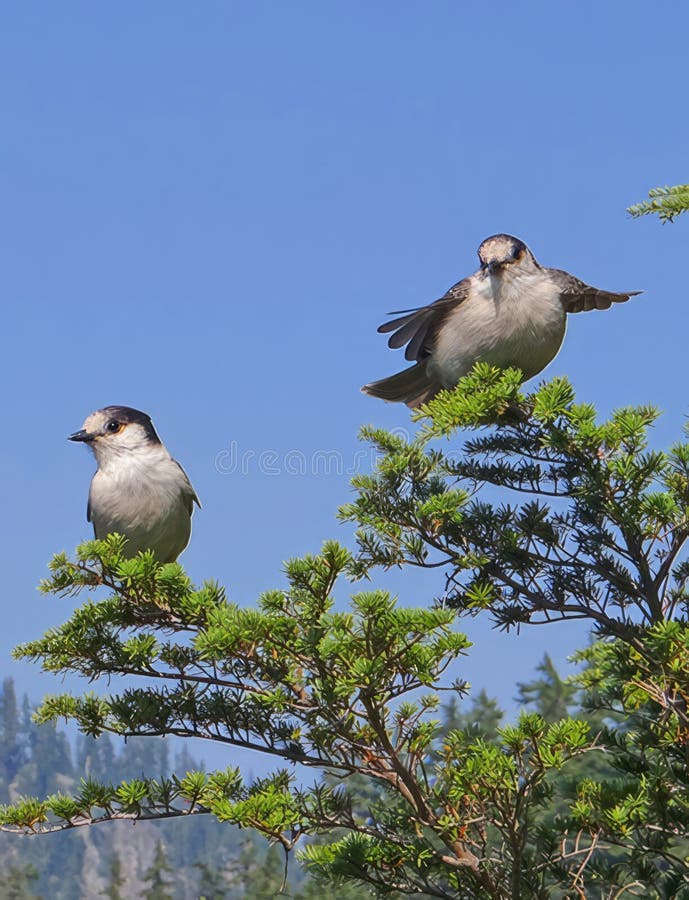 Gray Jay (Perisoreus Canadensis Stock Image - Image of small, grey ...