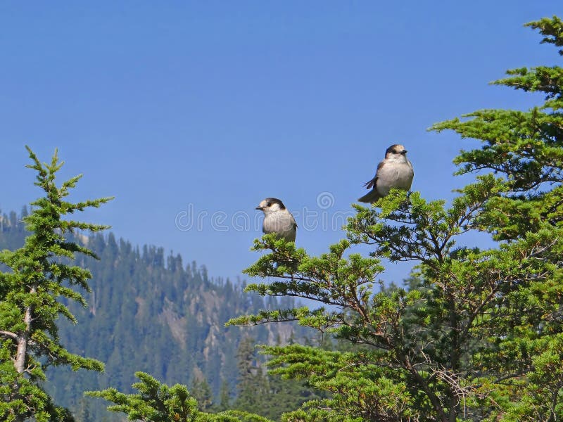 Gray Jay (Perisoreus Canadensis Stock Photo - Image of feathers, blue ...