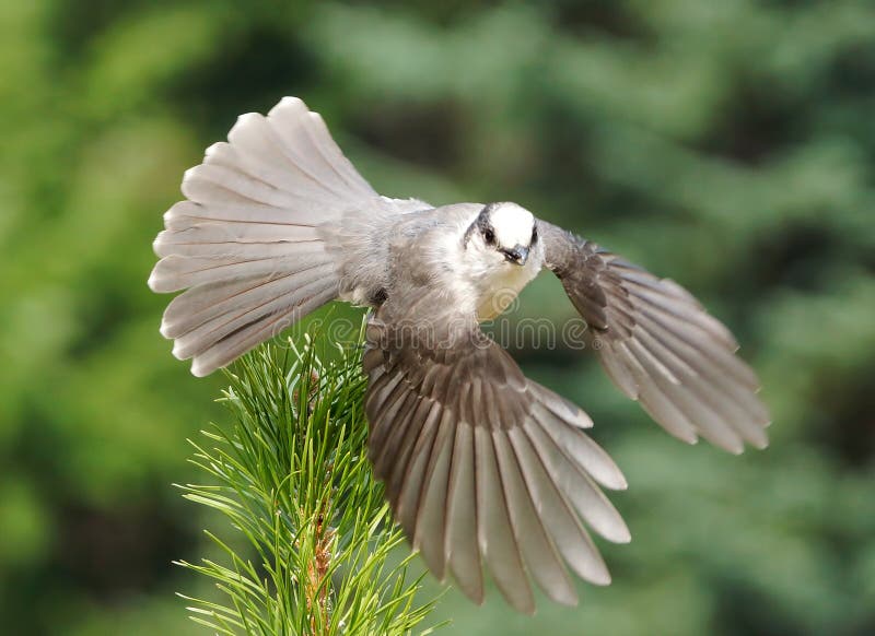 Gray Jay - Perisoreus Canadensis Stock Image - Image of high, zoomed ...
