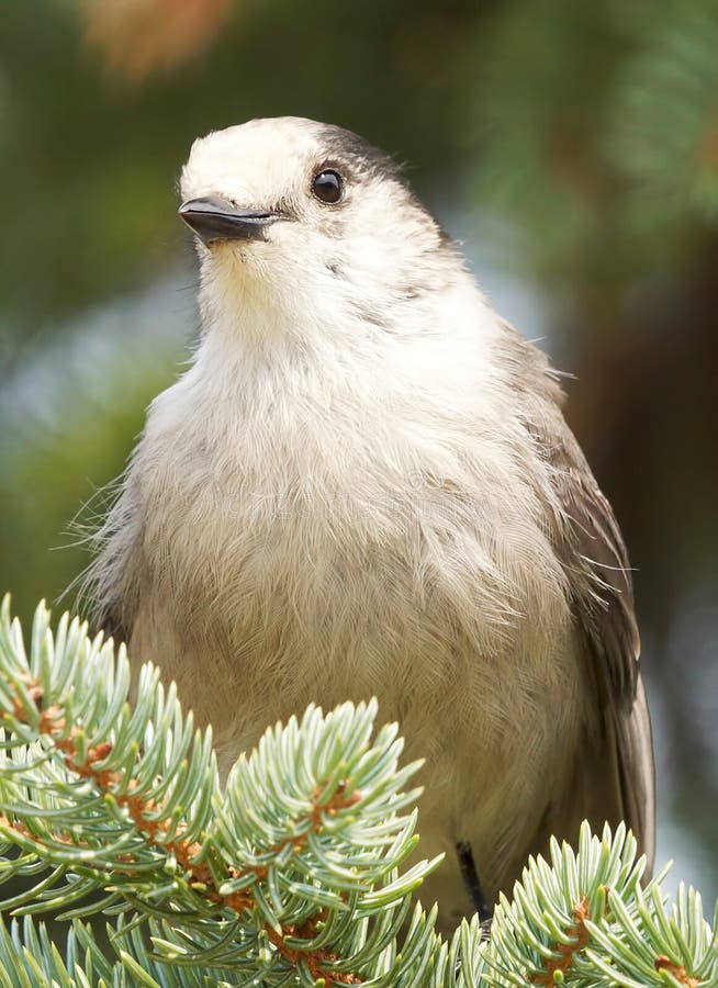128 Canadian Gray Jay Stock Photos - Free & Royalty-Free Stock Photos ...
