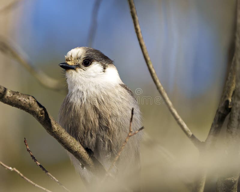 Gray Jay Photo and Image. Head Shot Front View Close-up Perched on Tree ...