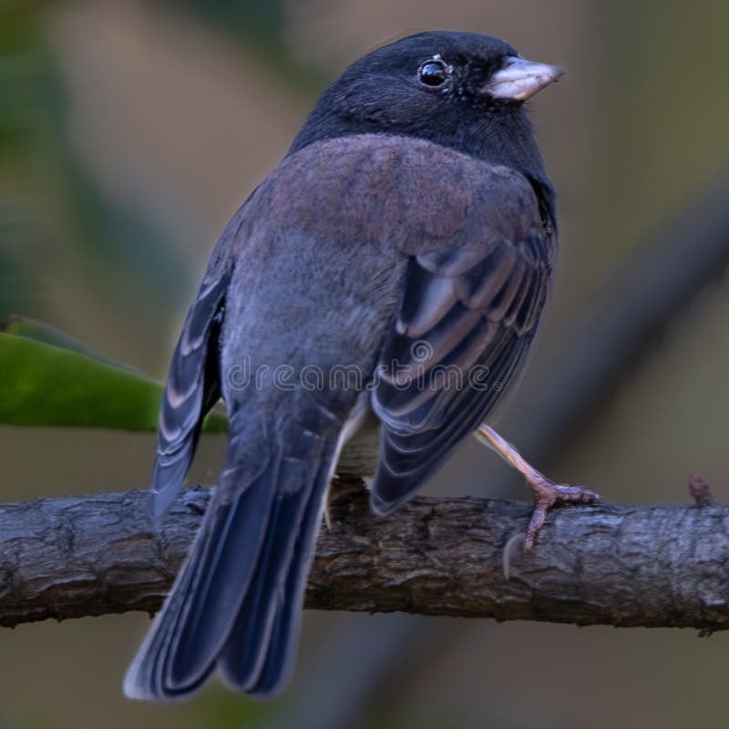 Gray Junco (Junco Hyemalis) Perched Atop a Tree Branch Stock Photo ...