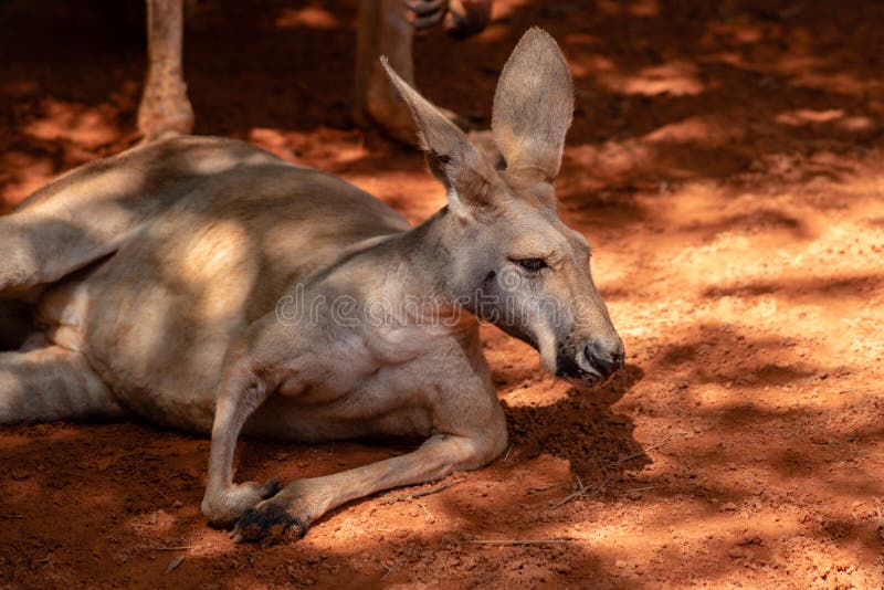 Gray kangaroo stock photo. Image of outdoors, wildlife - 128083812
