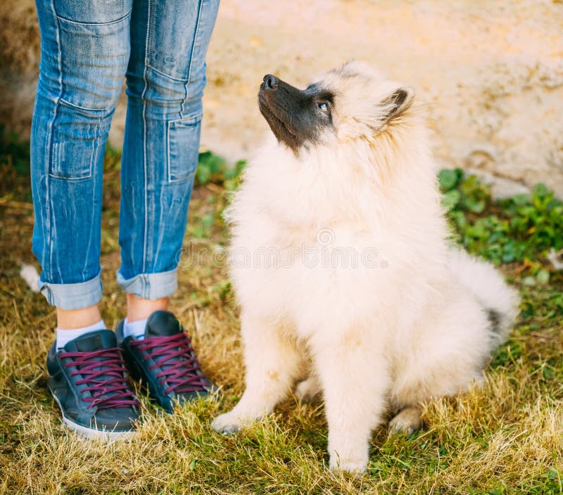 Keeshound, Keeshond, Keeshonden-Hond Duitse Spitz Stock Afbeelding ...