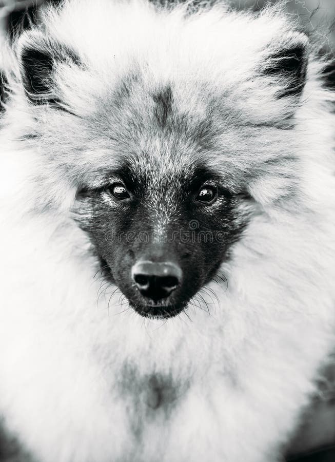 Gray Keeshound, Keeshond, Keeshonden-Hond - Duitse Spitz Wolfspit Stock ...