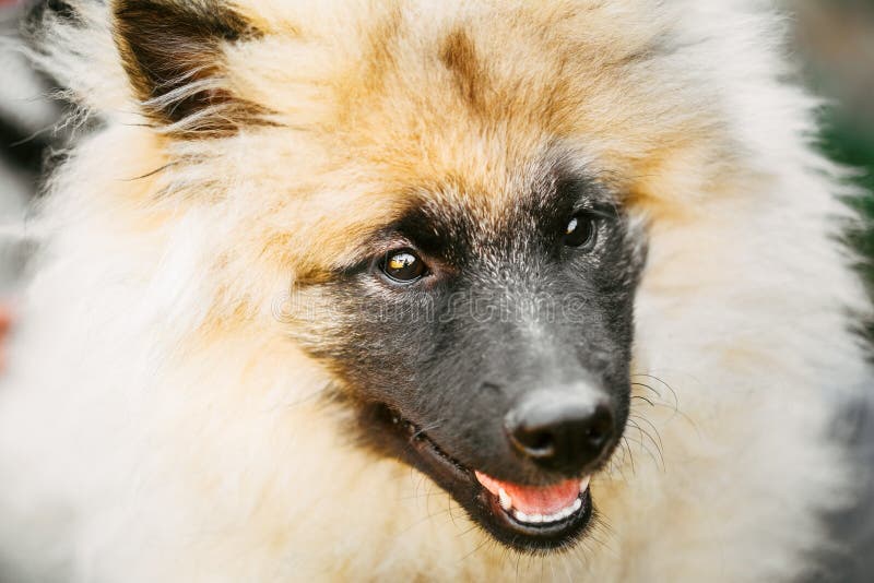 Gray Keeshound, Keeshond, Keeshonden-Hond - Duitse Spitz Wolfspit Stock ...