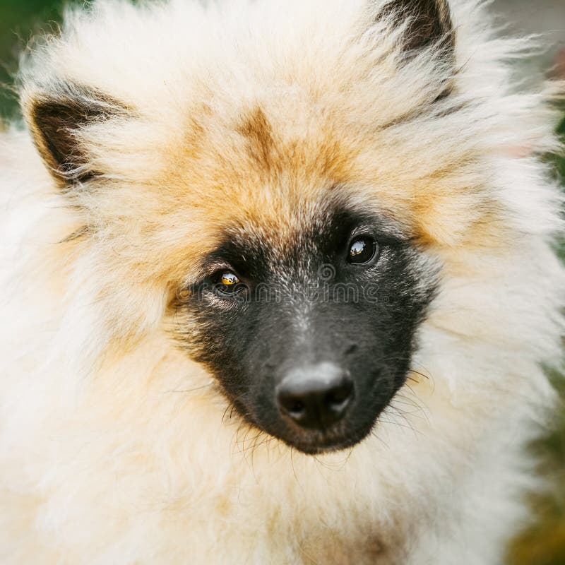 Keeshound, Keeshond, Keeshonden-Hond Duitse Spitz Stock Afbeelding ...