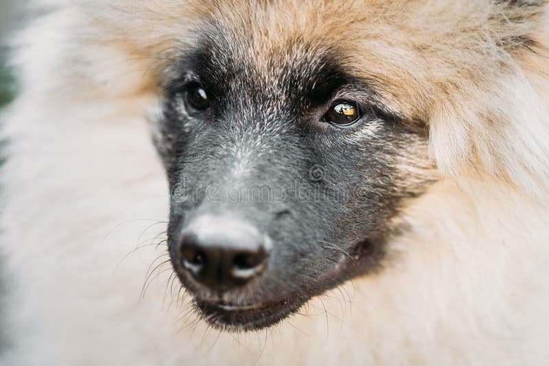 Gray Keeshound, Keeshond, Keeshonden-Hond - Duitse Spitz Wolfspit Stock ...