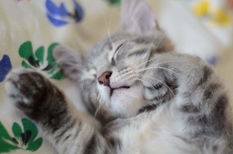 Cat in the basket stock photo. Image of eyes, beautiful - 2005972