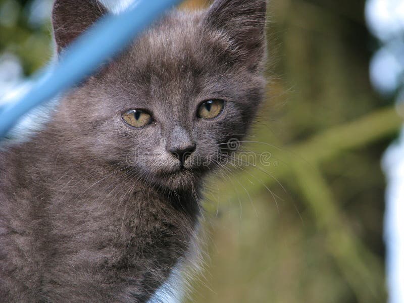 Gray Kitten stock image. Image of kitty, kitten, feline - 90560927