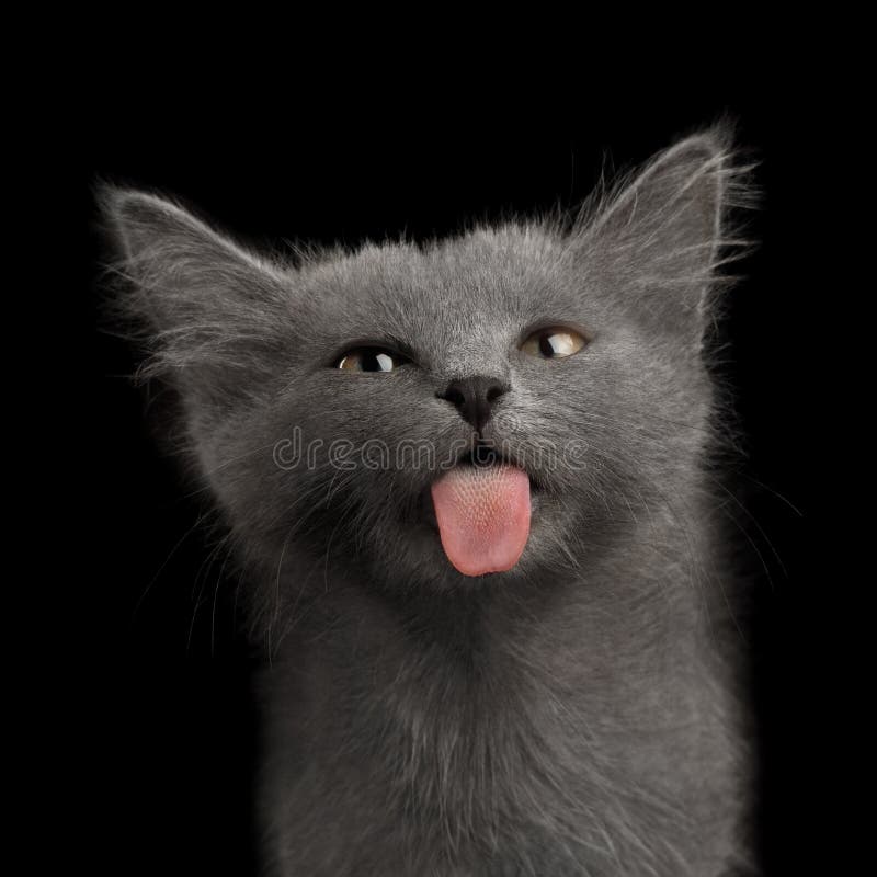 Cat Lick Screen Stock Photos - Free & Royalty-Free Stock Photos from ...