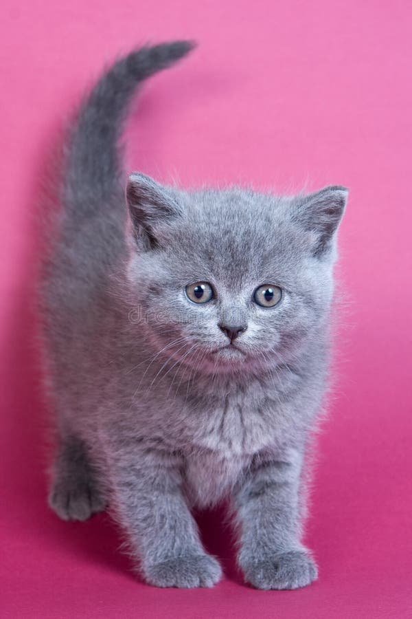 Kitten with a blue candy stock image. Image of festive - 163419037