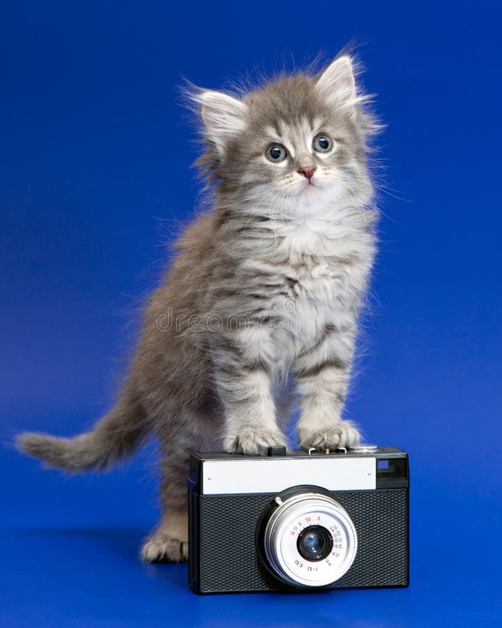 Cat with Camera Ready for a Tropical Vacation Stock Image - Image of ...
